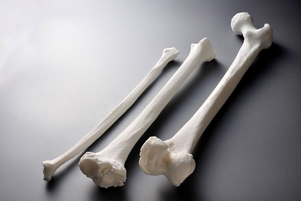 Bone model | WetLab